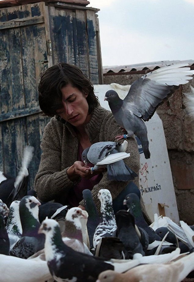 The Pigeon | Trailer OmeU | Film | critic.de