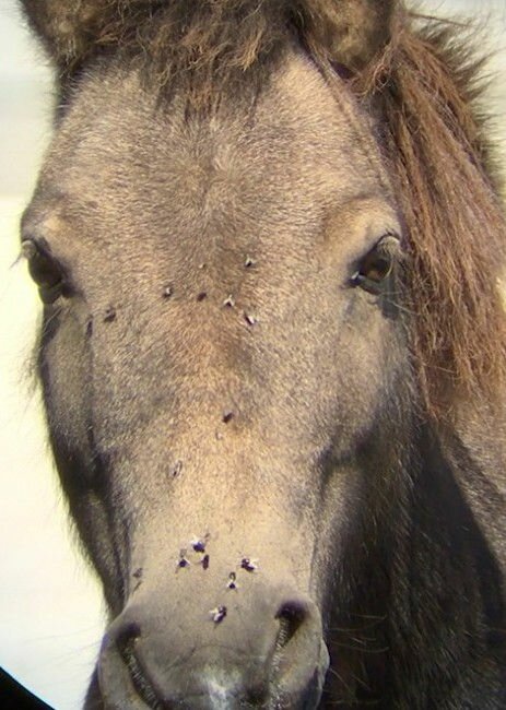 Horse Opera | Szenenbilder und Poster | Film | critic.de
