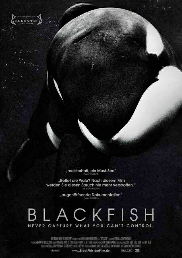 Blackfish | Szenenbilder und Poster | Film | critic.de